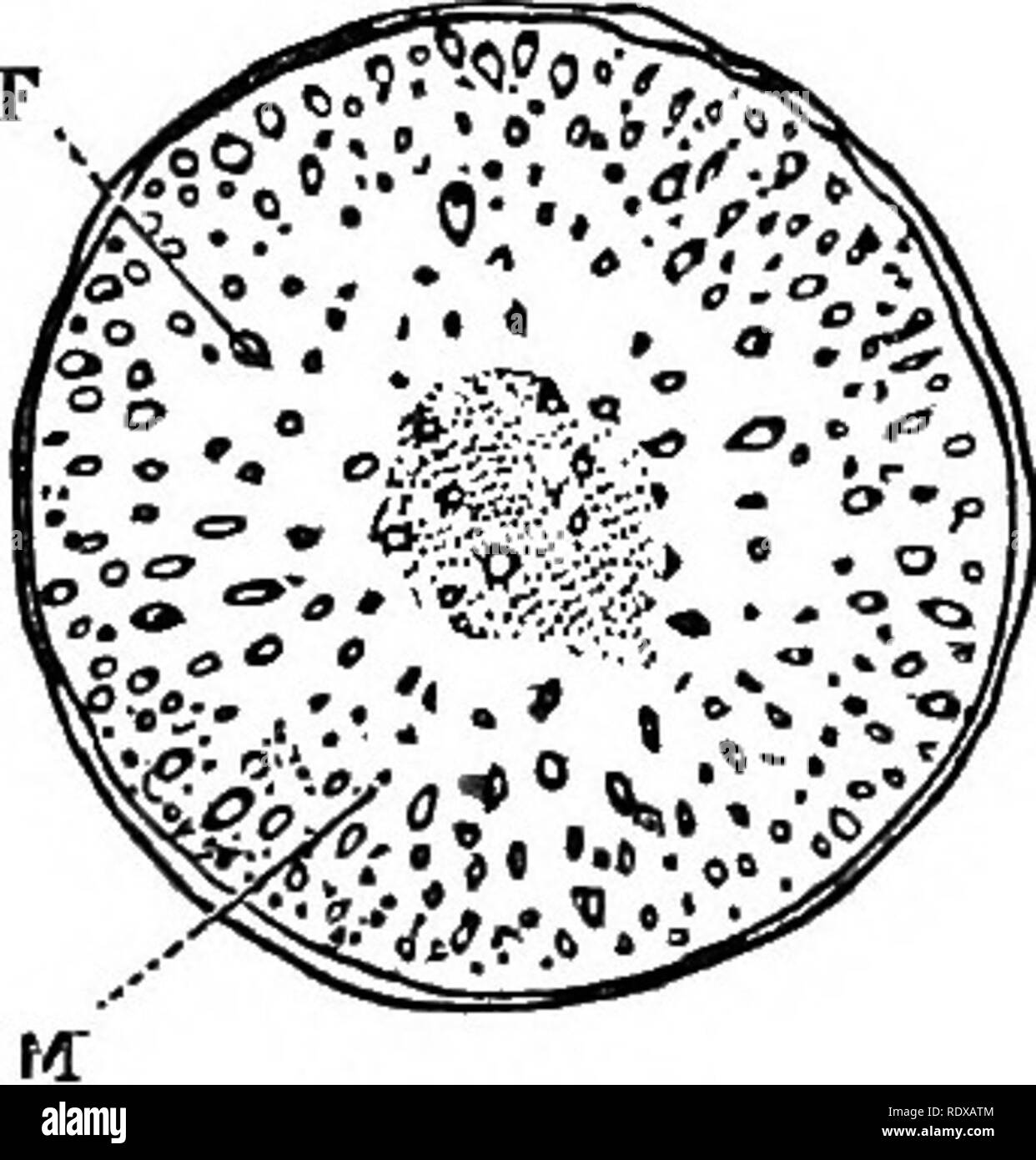 . A general system of botany, descriptive and analytical. In two parts ...