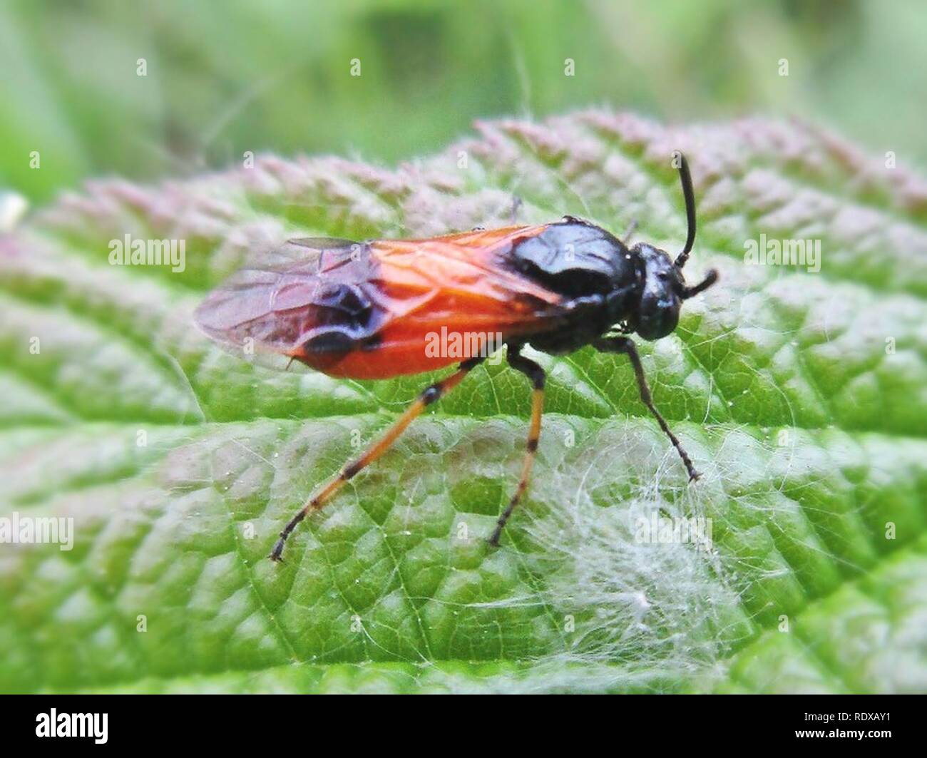 Arge cyanocrocea (Symphyta sp.) Elst (Gld) the Netherlands - 2 Stock ...