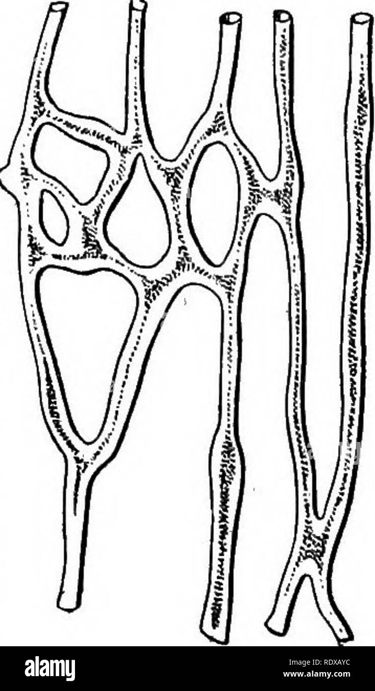 . A general system of botany, descriptive and analytical. In two parts ...