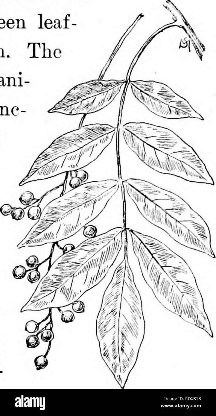 Thirteen loose leaves hi-res stock photography and images - Alamy