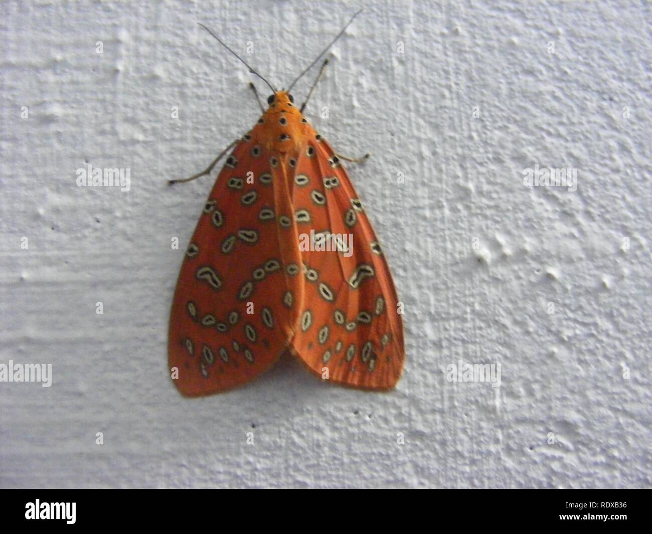 Argina argus, Arctiidae (892317215 Stock Photo - Alamy