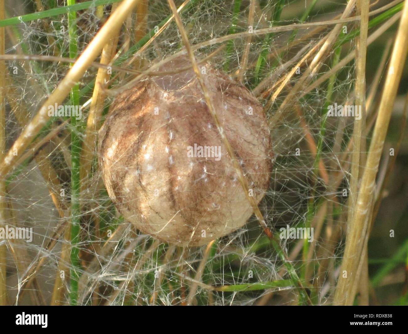 Spider cocoon hi-res stock photography and images - Alamy