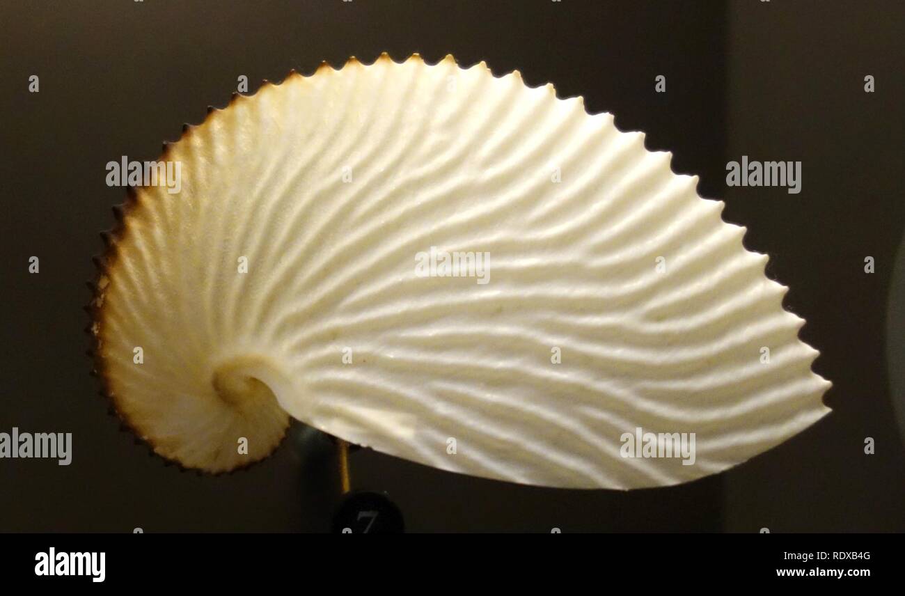 Argonauta hi-res stock photography and images - Alamy