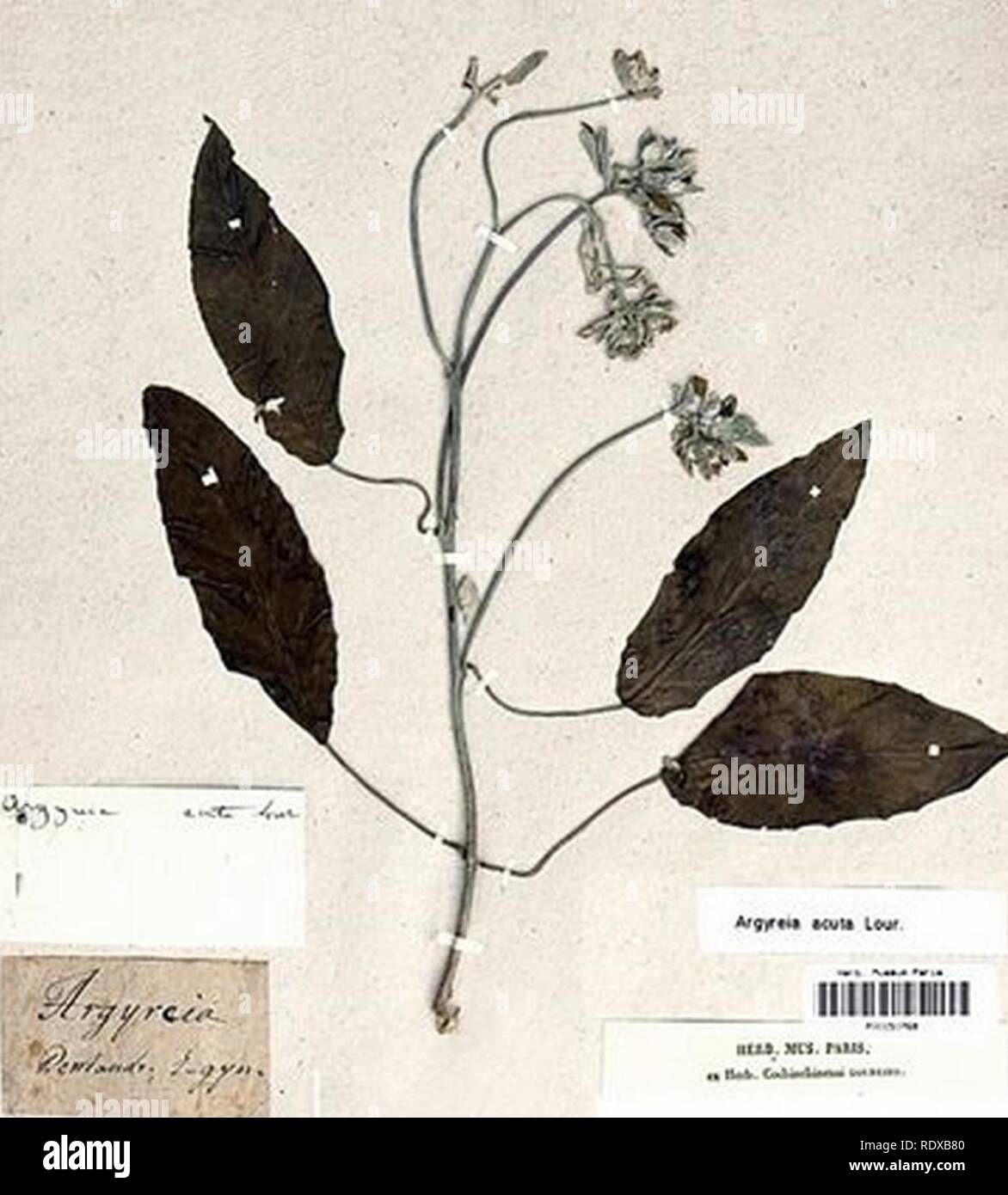 Argyreia acuta Lour. herbier de João de Loureiro Muséum national d ...