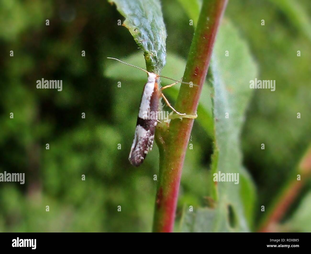 Argyresthia spinosella (Argyresthiidae sp.) Elst (Gld) the Netherlands ...