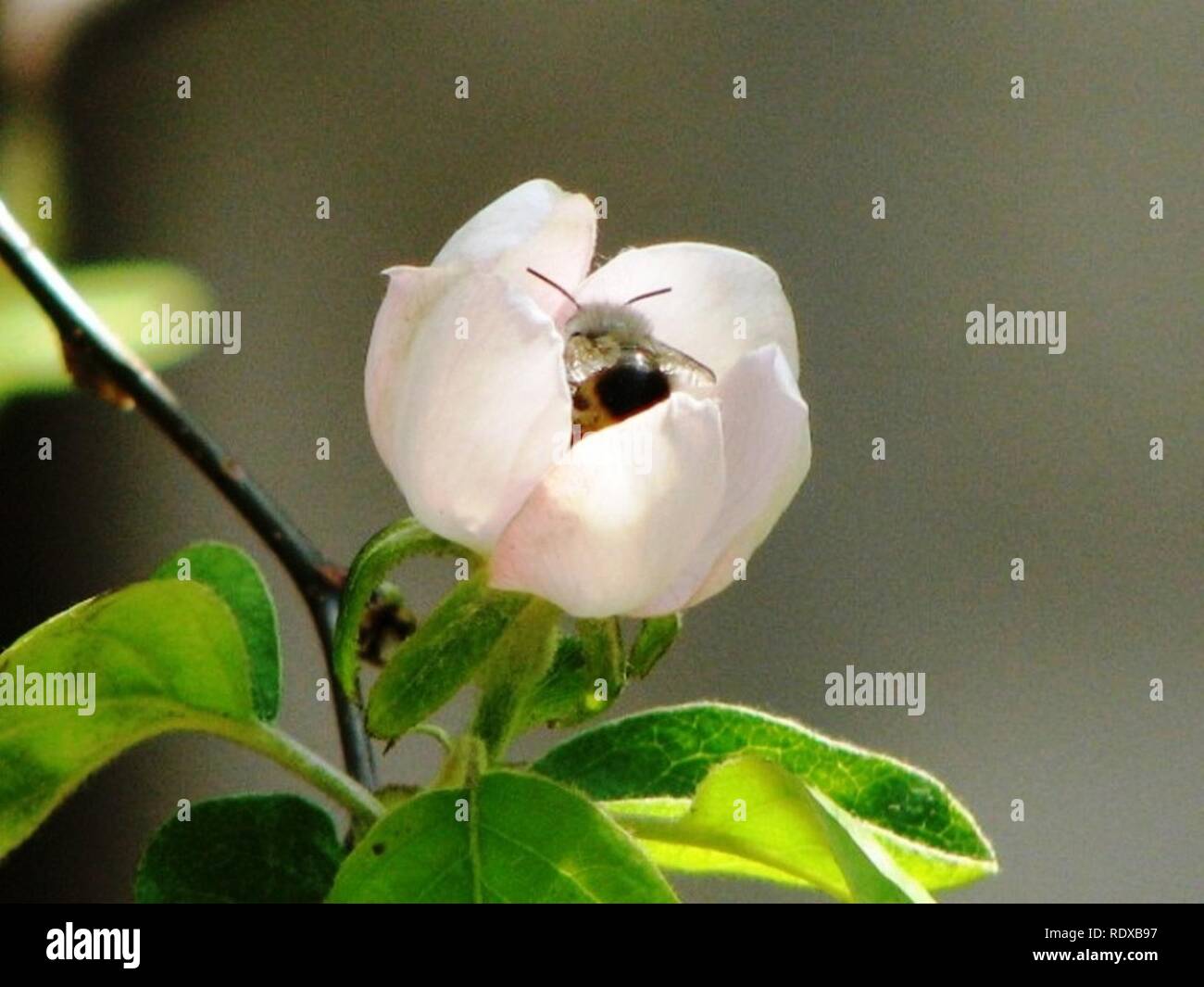 Ayva hi-res stock photography and images - Alamy