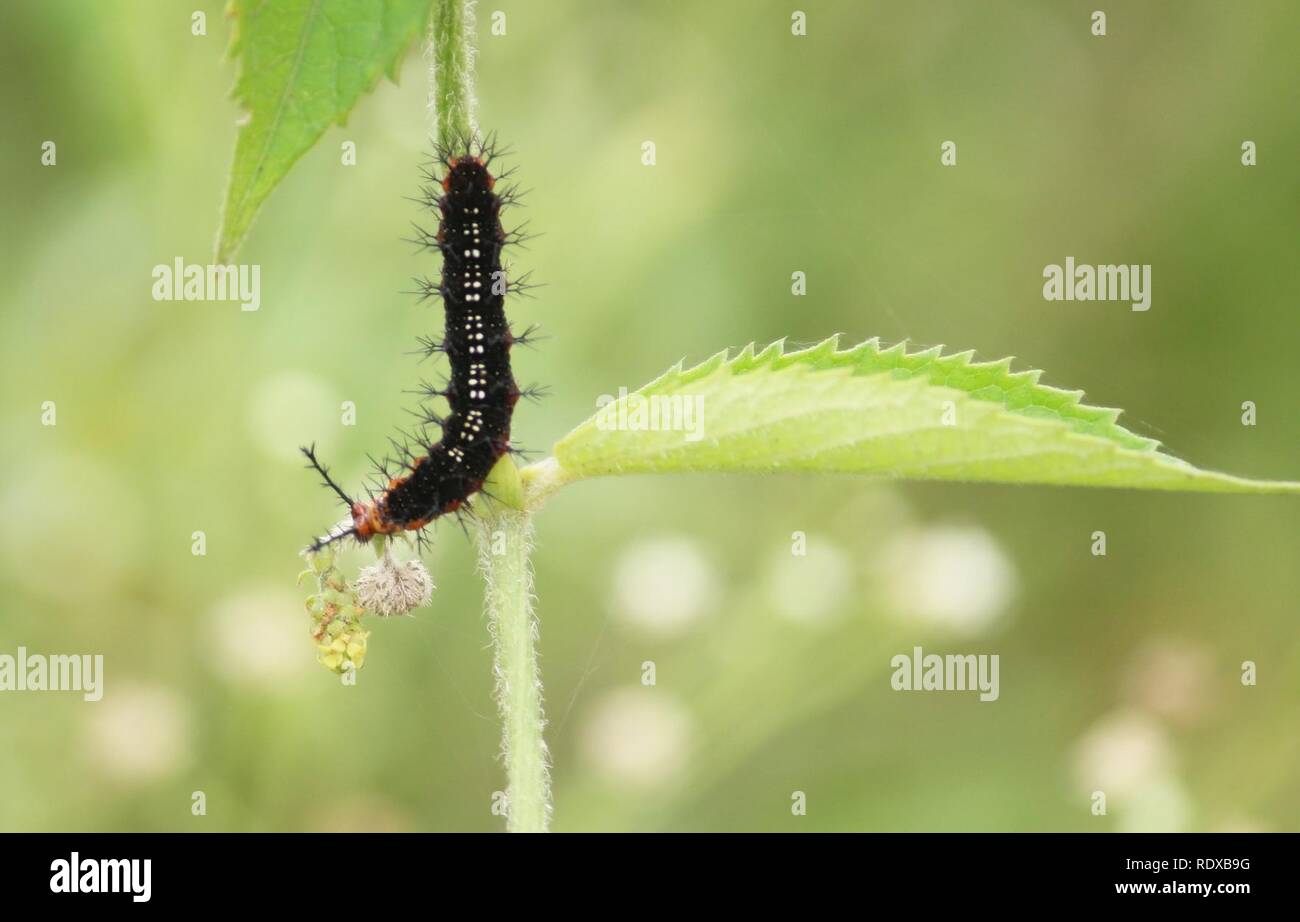 Ariadne ariadne Linnaeus, 1763 – Angled Castor (42642418914 Stock Photo ...