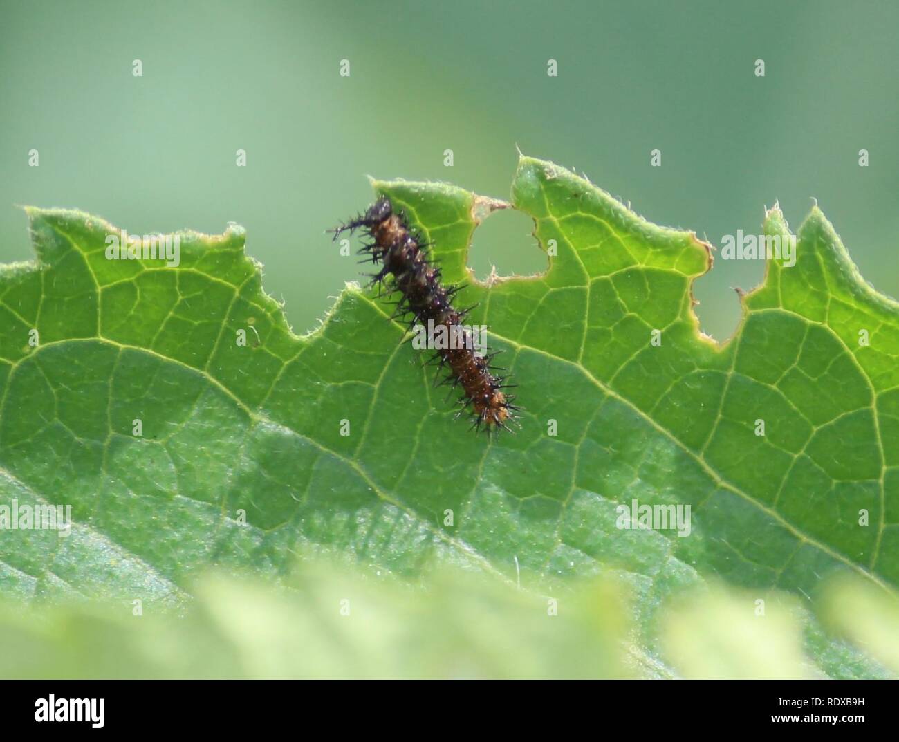 Ariadne ariadne Linnaeus, 1763 – Angled Castor (42996282321 Stock Photo ...