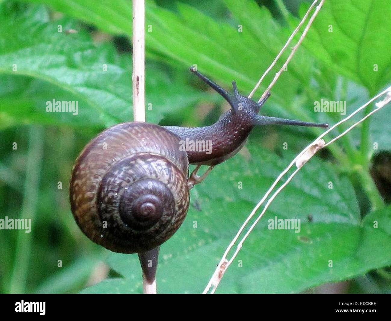 Arianta arbustorum (Copse Snail) Arnhem the Netherlands Stock Photo - Alamy