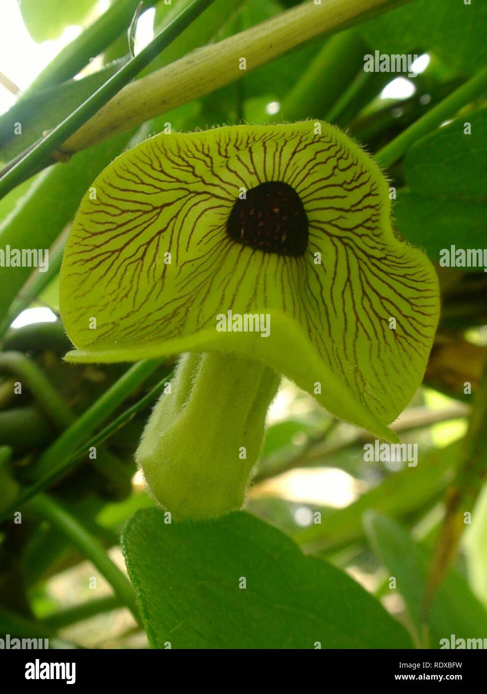Aristolochia kaempferi hi-res stock photography and images - Alamy