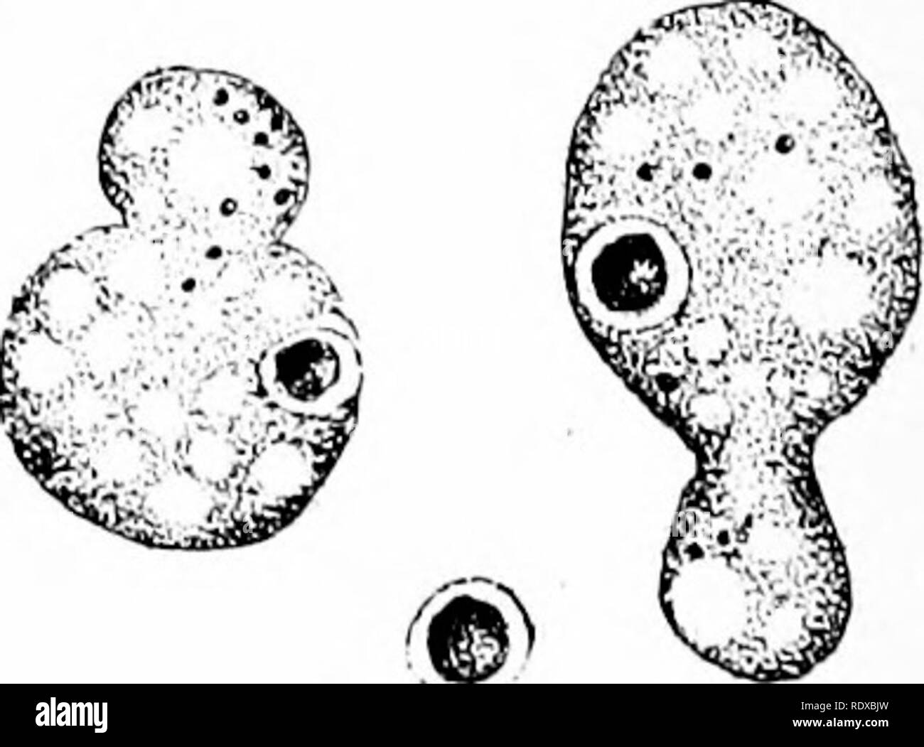 Autogamy hi-res stock photography and images - Alamy