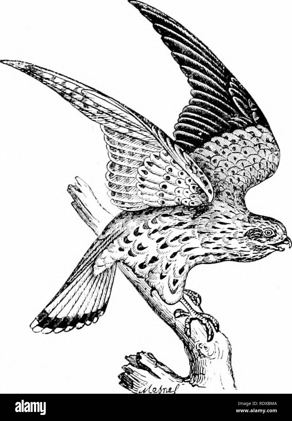 Prey larger insects Black and White Stock Photos & Images - Alamy