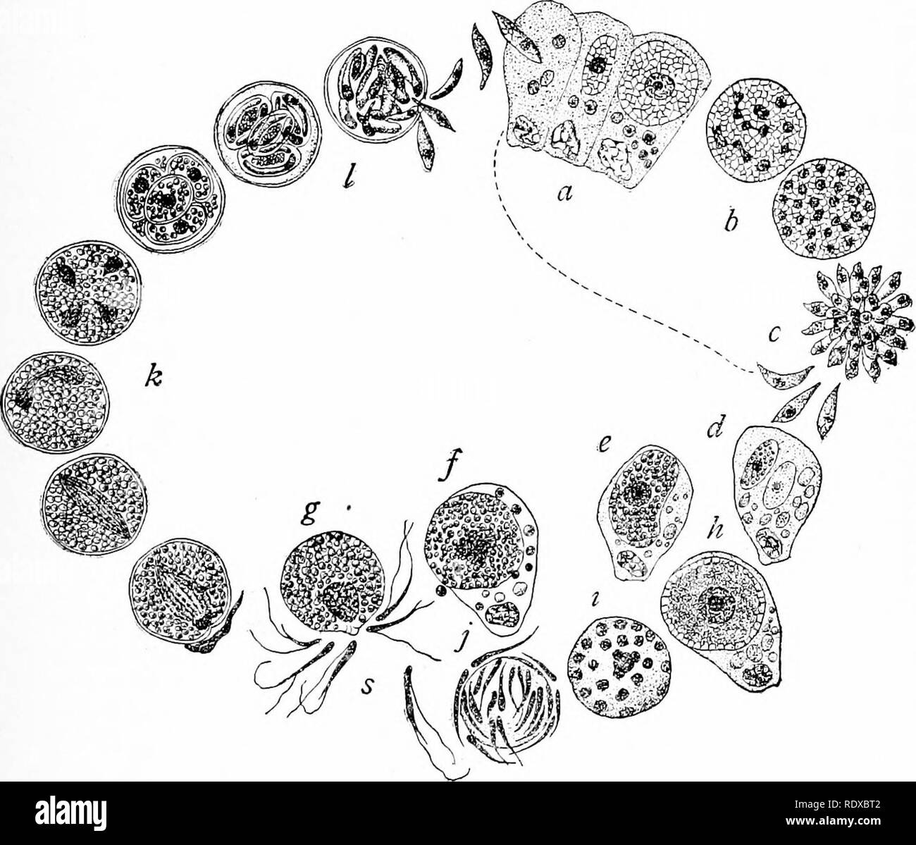 Protozoa parasites Black and White Stock Photos & Images - Alamy