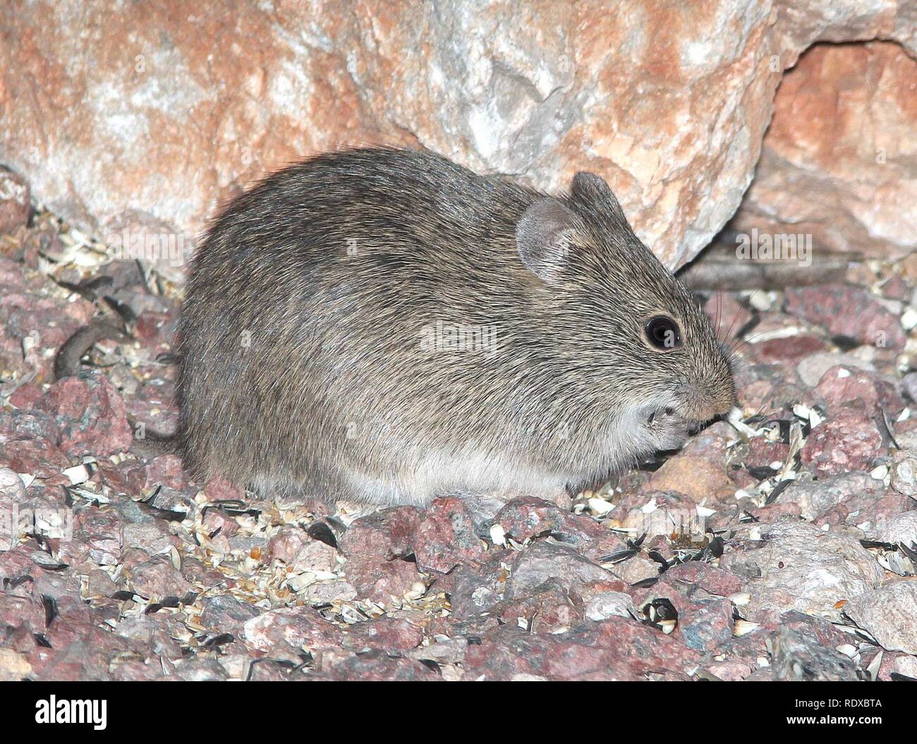 Montana ranch history hi-res stock photography and images - Alamy