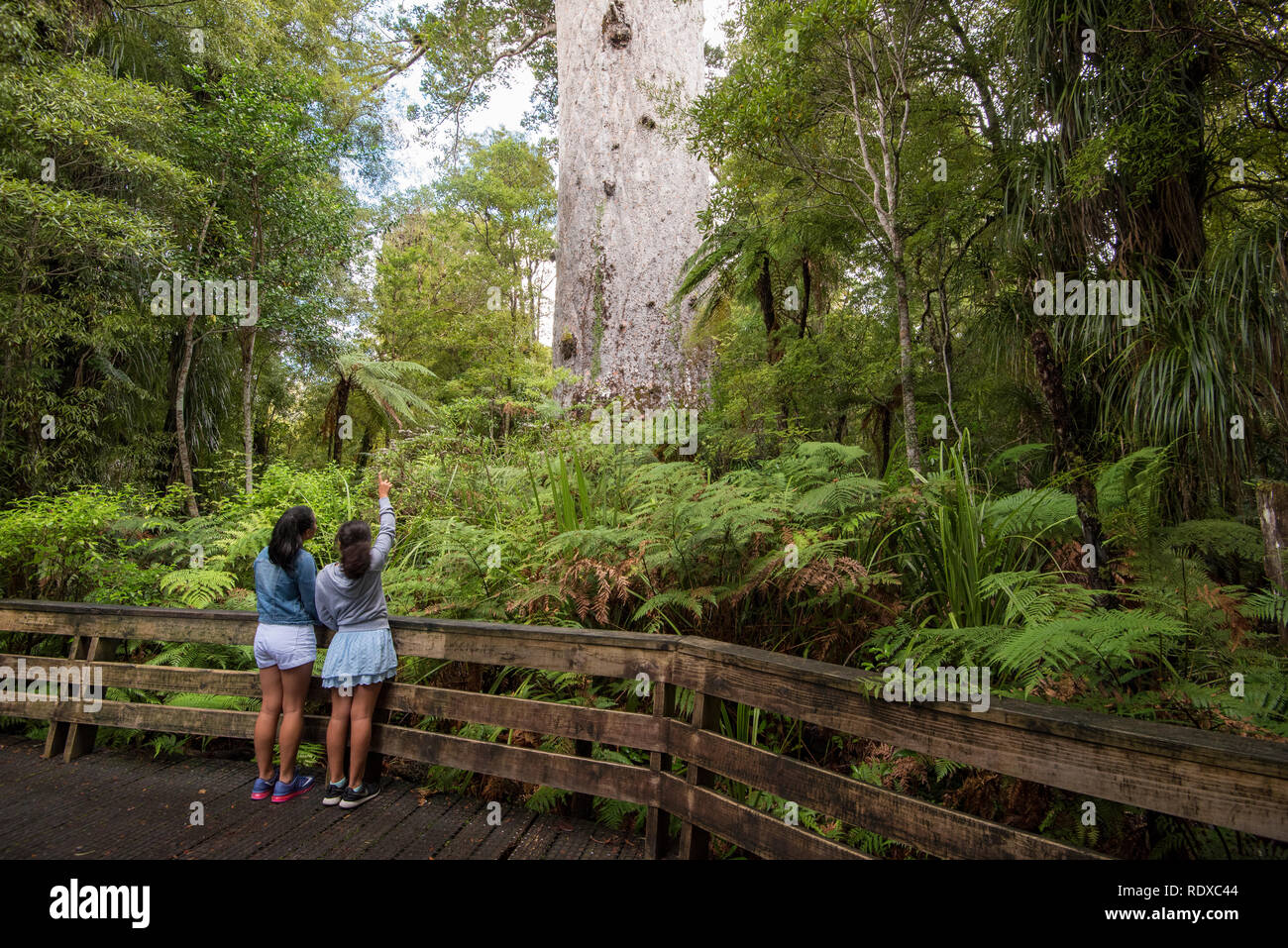 Two young model released girls look at Tane Mahuta. New Zealand's ...