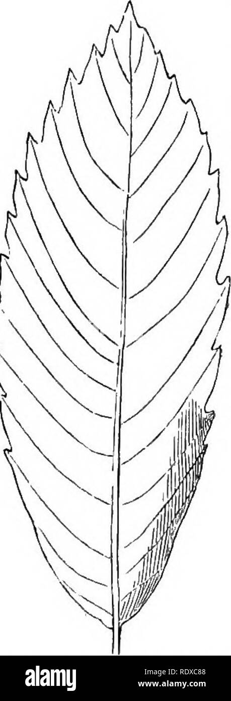 . A general system of botany, descriptive and analytical. In two parts ...