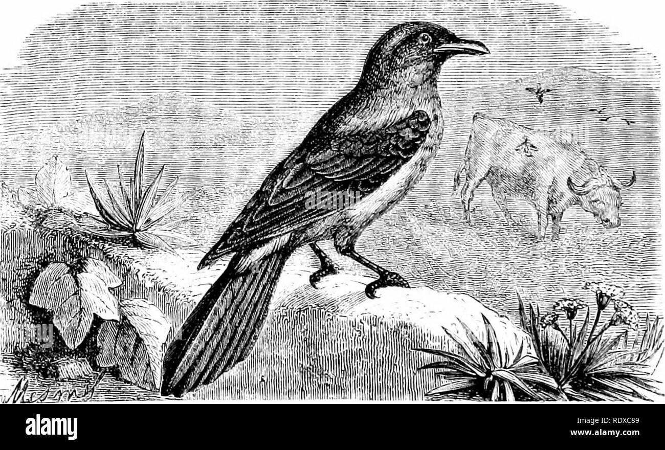 Narrow conical habit Black and White Stock Photos & Images - Alamy