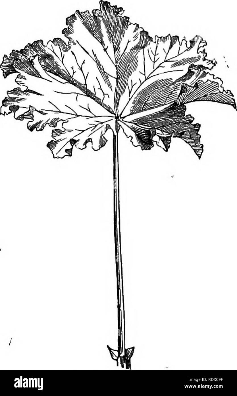 Peltate leaves Black and White Stock Photos & Images - Alamy