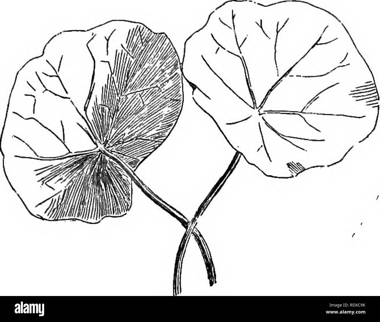 Hastate leaves Black and White Stock Photos & Images - Alamy