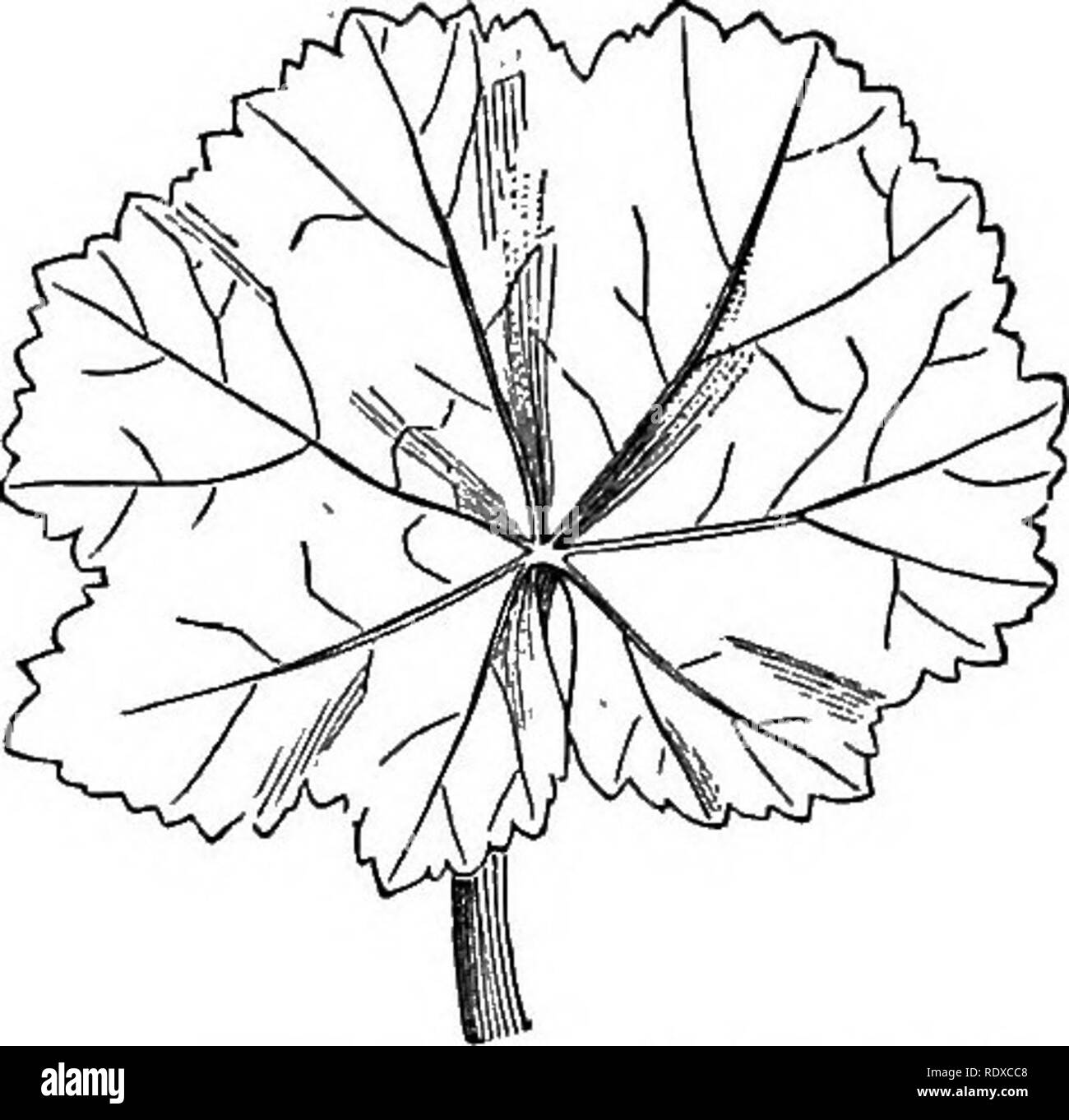 Daisy anatomy hi-res stock photography and images - Alamy