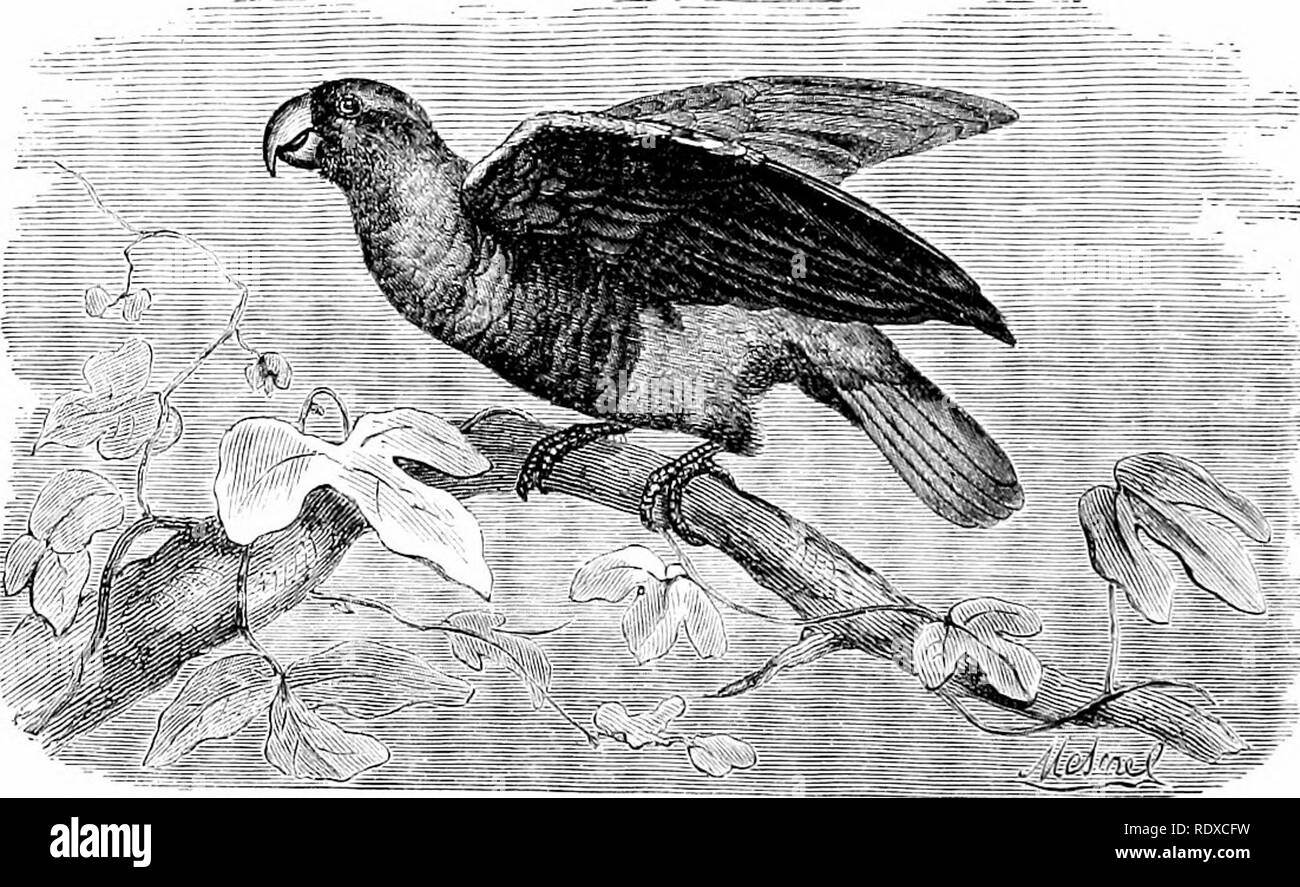 . Reptiles and birds : a popular account of their various orders : with ...