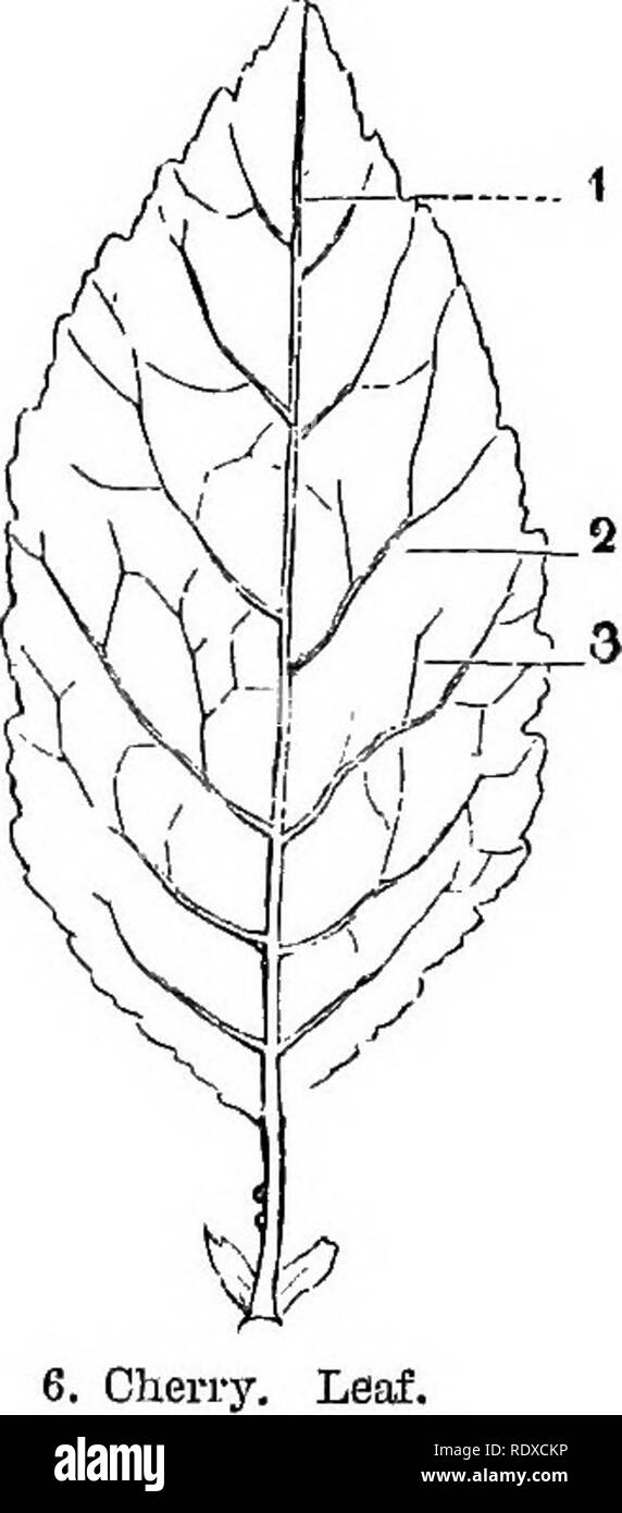 Oak anatomy Black and White Stock Photos & Images - Alamy