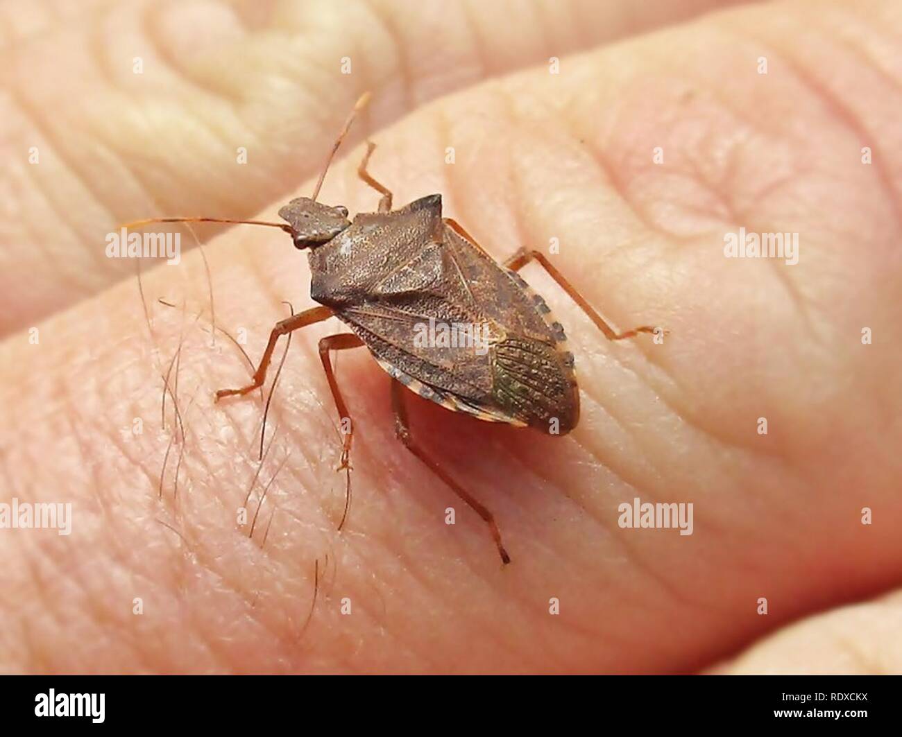 Arma custos (Heteroptera sp.) Arnhem the Netherlands Stock Photo - Alamy