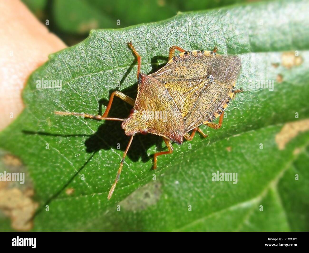 Heteroptera sp hi-res stock photography and images - Alamy