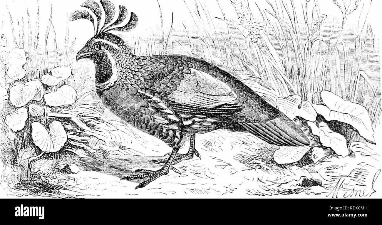 . Reptiles and birds : a popular account of their various orders : with ...