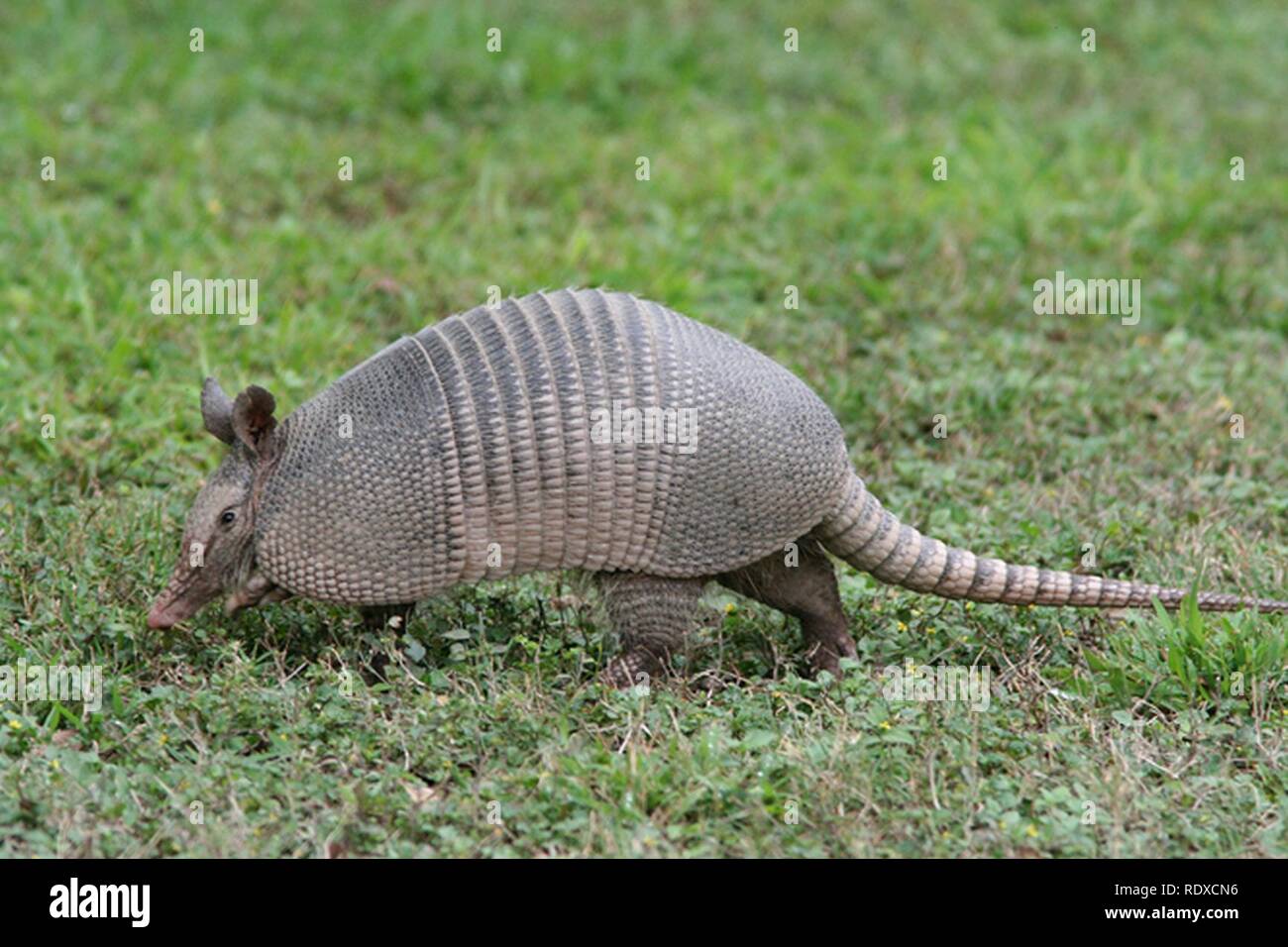 Anzalduas hi-res stock photography and images - Alamy