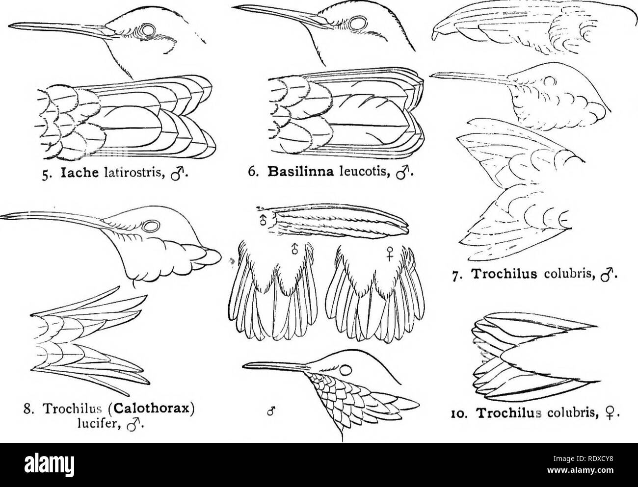 Trochilus lucifer Black and White Stock Photos & Images - Alamy