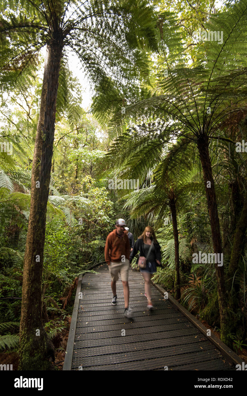 New Zealand's largest known living kauri tree, Tane Mahuta, is said to ...