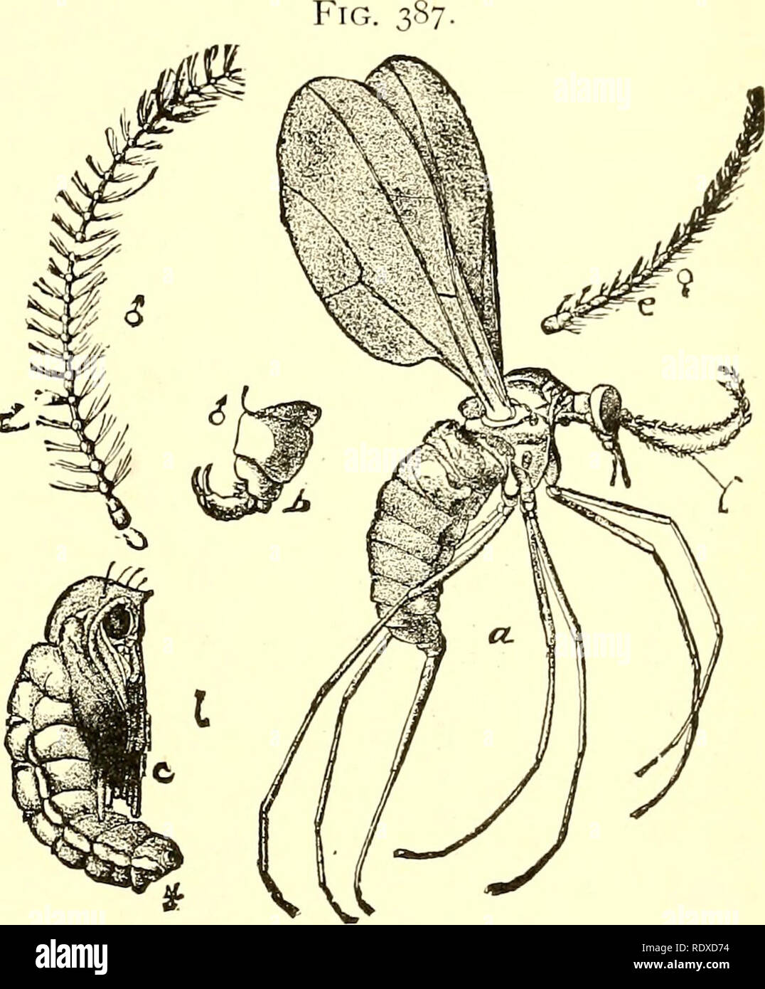 Pear midge hi-res stock photography and images - Alamy