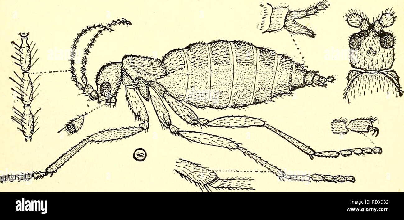 Wingless fruit fly hi-res stock photography and images - Alamy