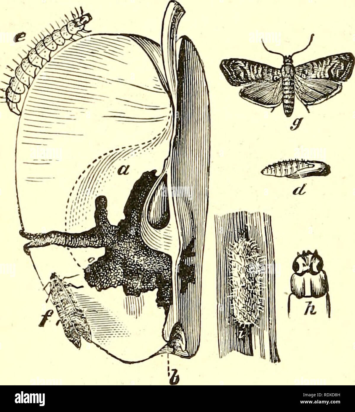Picking off insects hi-res stock photography and images - Alamy
