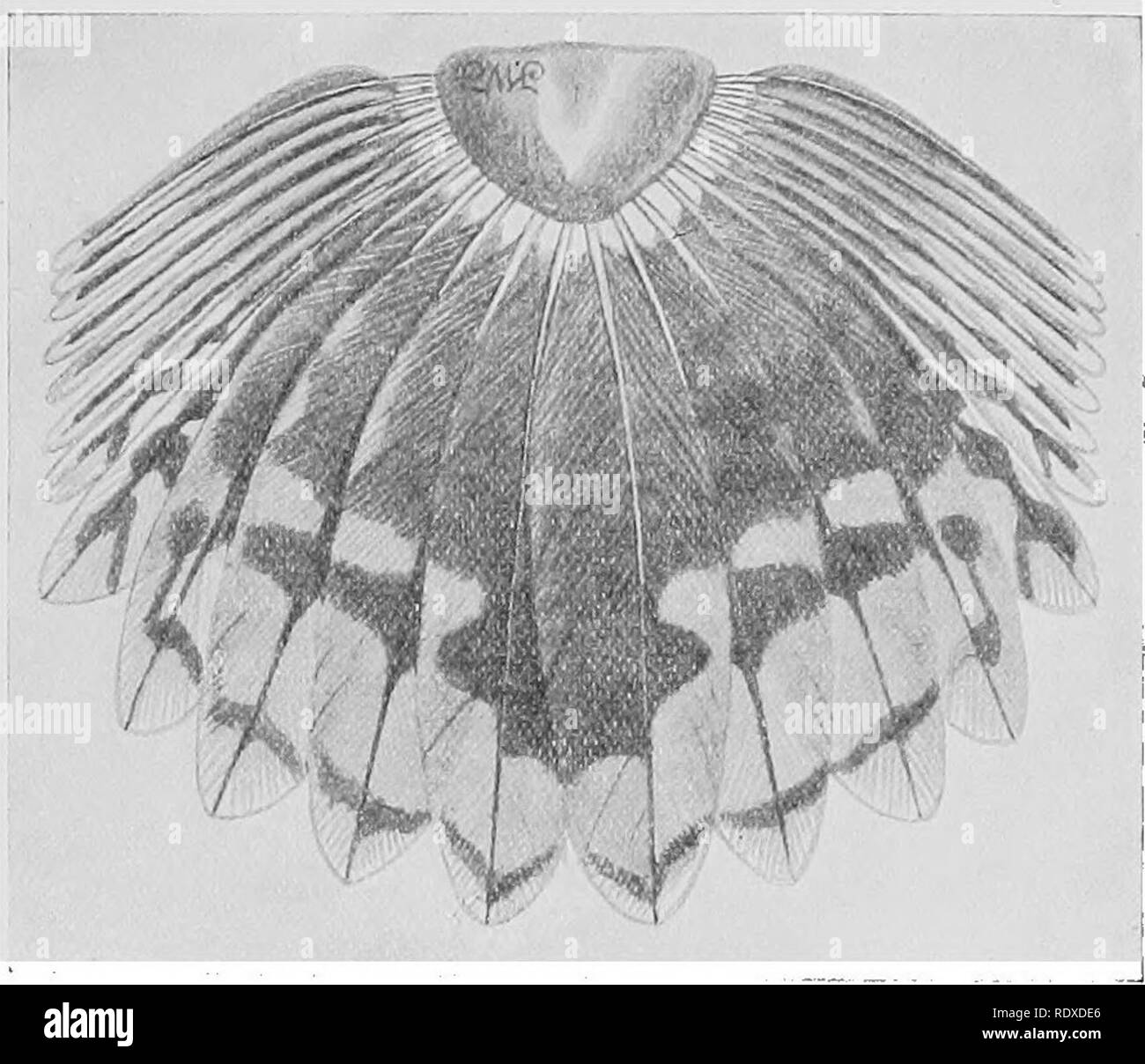 Madagascar and mauritius Black and White Stock Photos & Images - Alamy