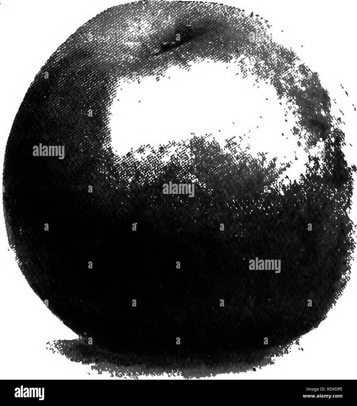 James grieve apple Black and White Stock Photos & Images - Alamy