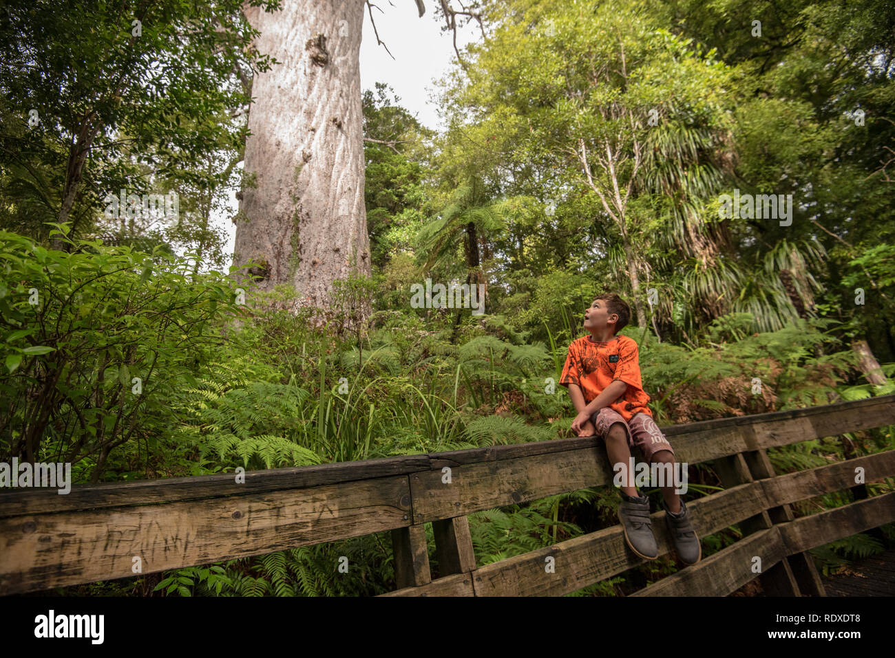 A young model released boy, who is named after the tree and the Maori ...
