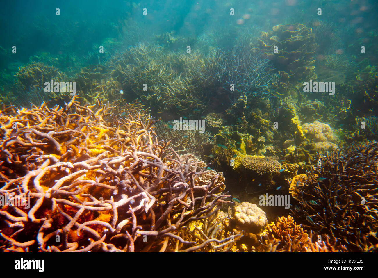Coral reef australia hi-res stock photography and images - Alamy