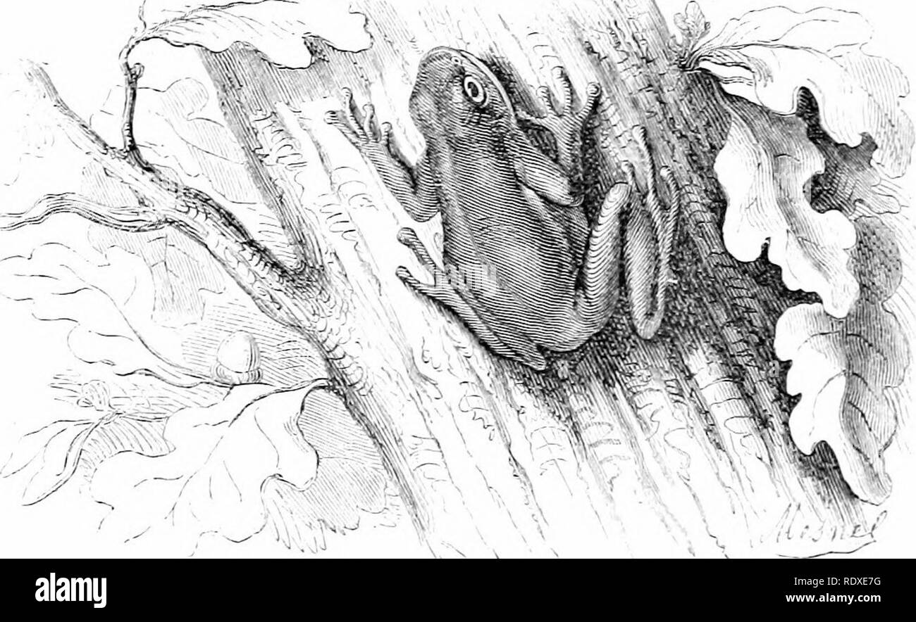 Frogs of france Black and White Stock Photos & Images - Alamy