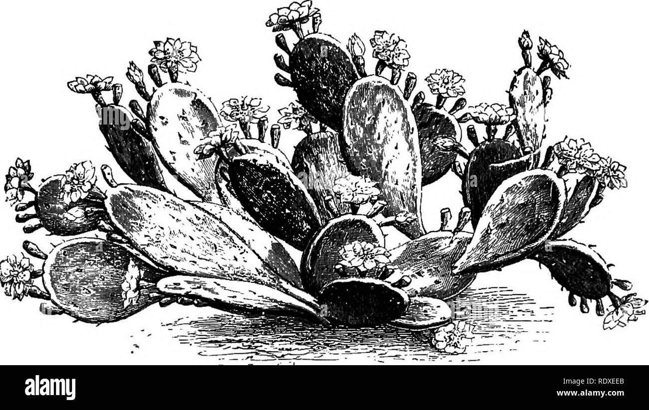 Creamy plants Black and White Stock Photos & Images - Alamy