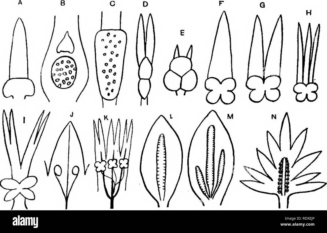 . The origin of a land flora, a theory based upon the facts of ...