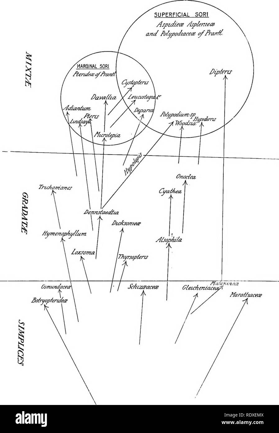 Evolutionary morphology Cut Out Stock Images & Pictures - Alamy