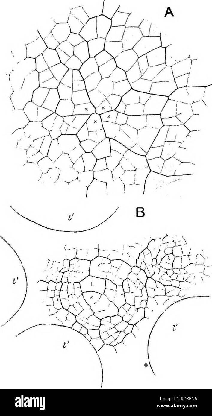 . The origin of a land flora, a theory based upon the facts of ...