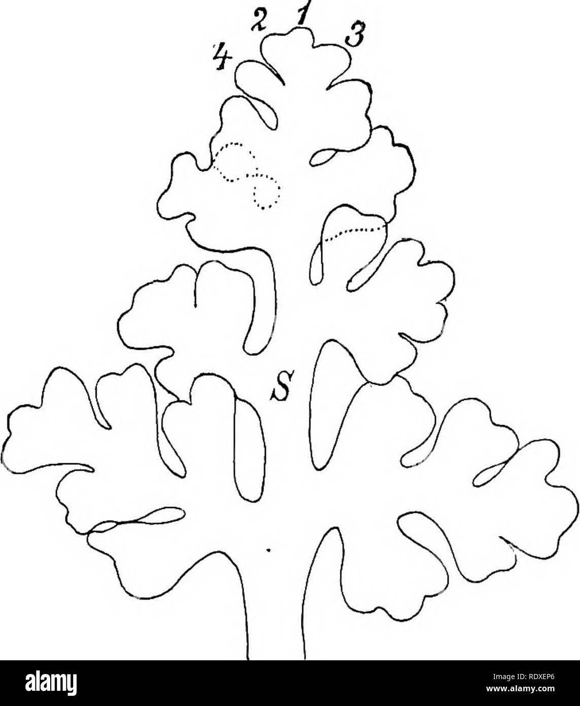Dichotomous branches Black and White Stock Photos & Images - Alamy
