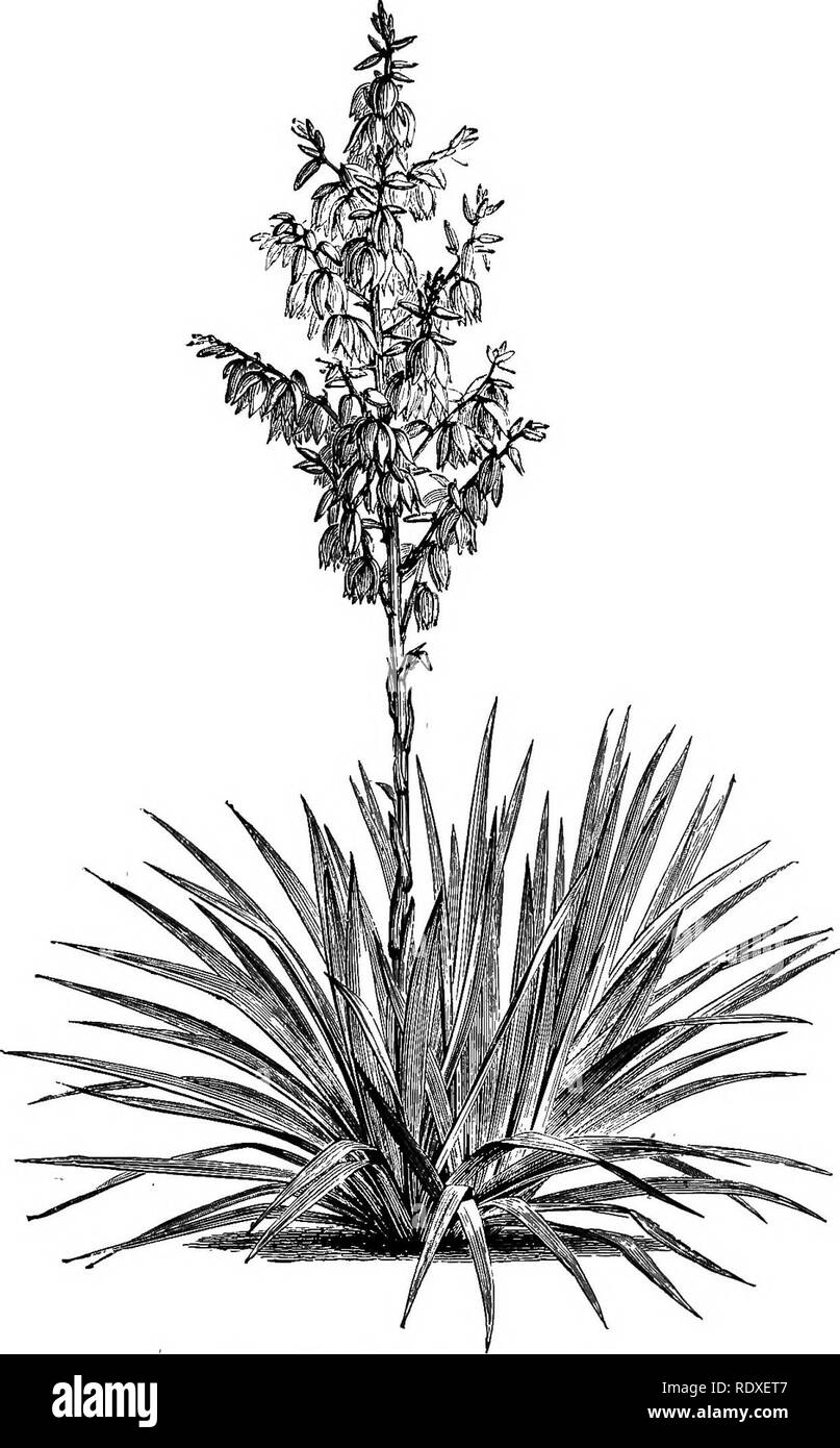 Yucca filamentosa l Cut Out Stock Images & Pictures - Alamy