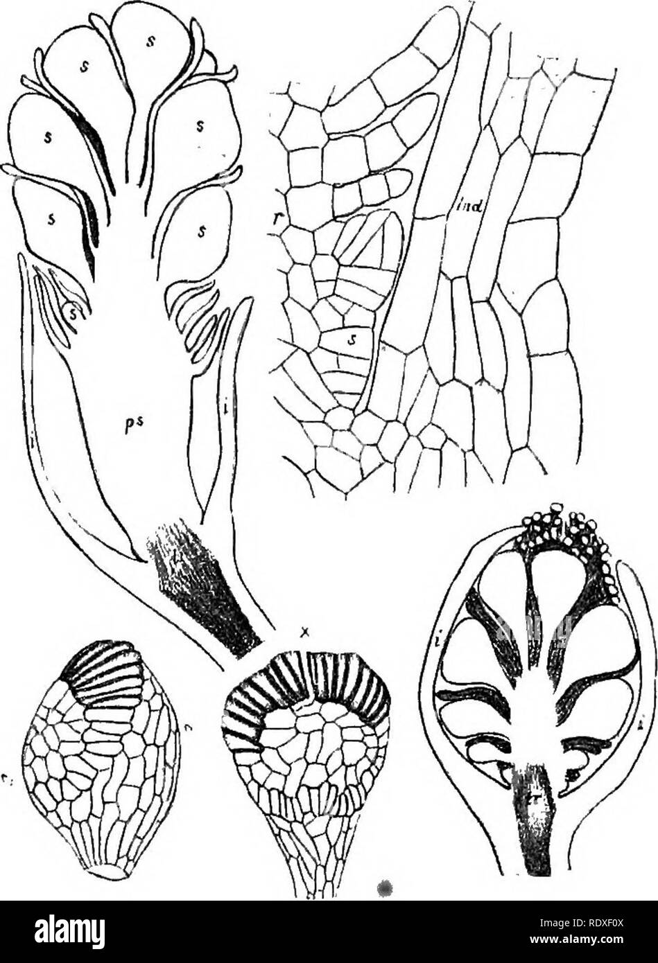 Schizaeaceae hi-res stock photography and images - Alamy