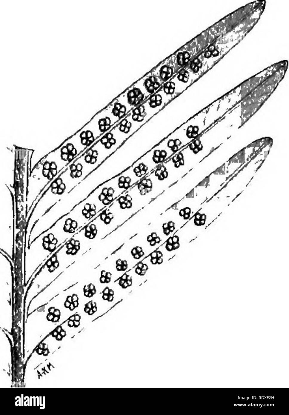 Dichotomy Black and White Stock Photos & Images - Alamy