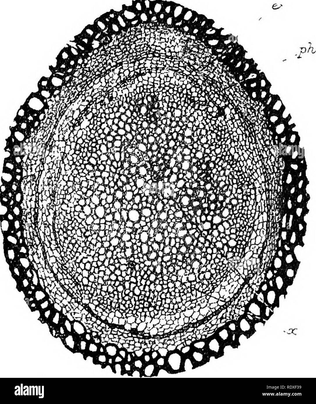 . The origin of a land flora, a theory based upon the facts of ...