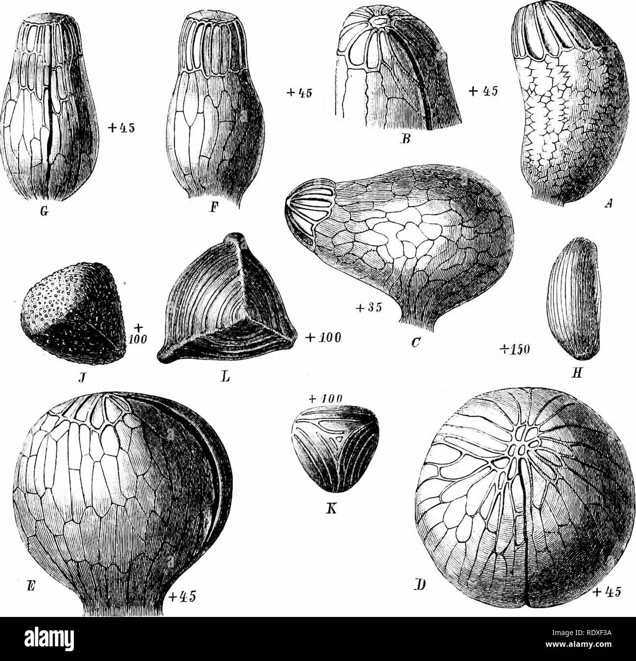 Schizaeaceae High Resolution Stock Photography and Images - Alamy